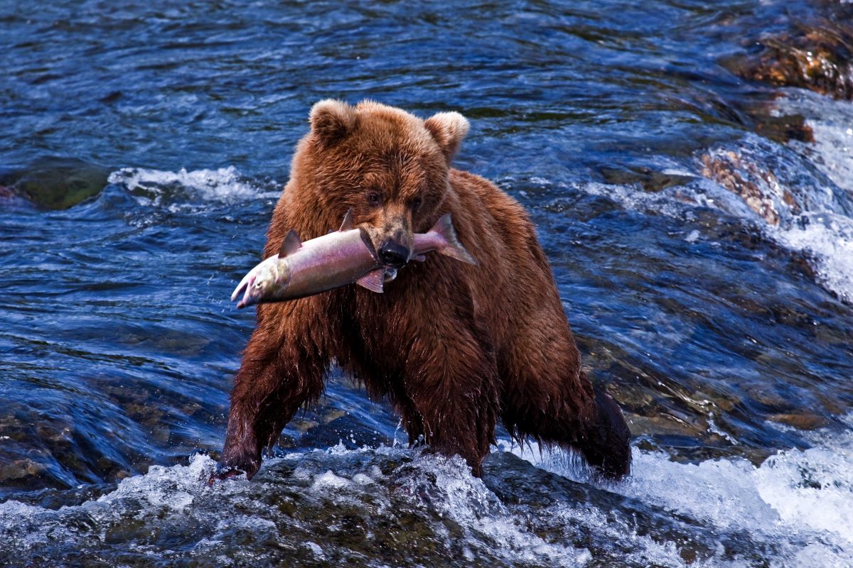 What is a Cooper River Salmon Run? | CopperRiver.com